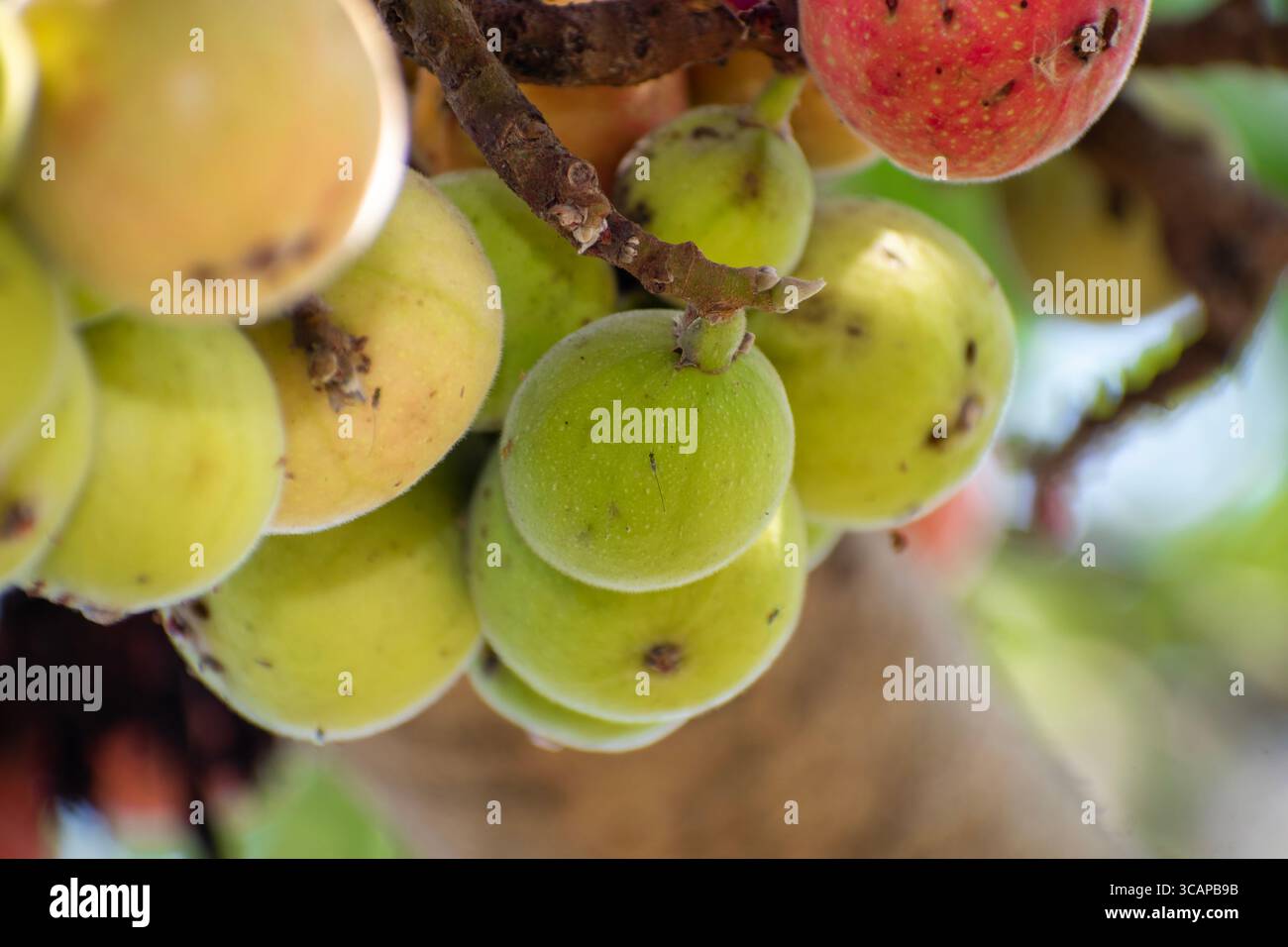 ficus racemosa, ficus fruit. cluster fig fruit Stock Photo - Alamy