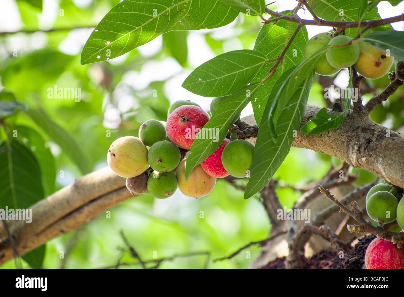 ficus racemosa, ficus fruit. cluster fig fruit Stock Photo - Alamy