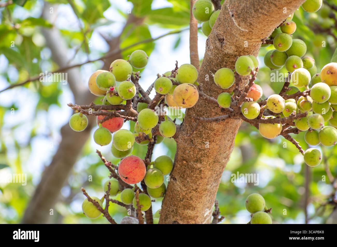ficus racemosa, ficus fruit. cluster fig fruit Stock Photo - Alamy