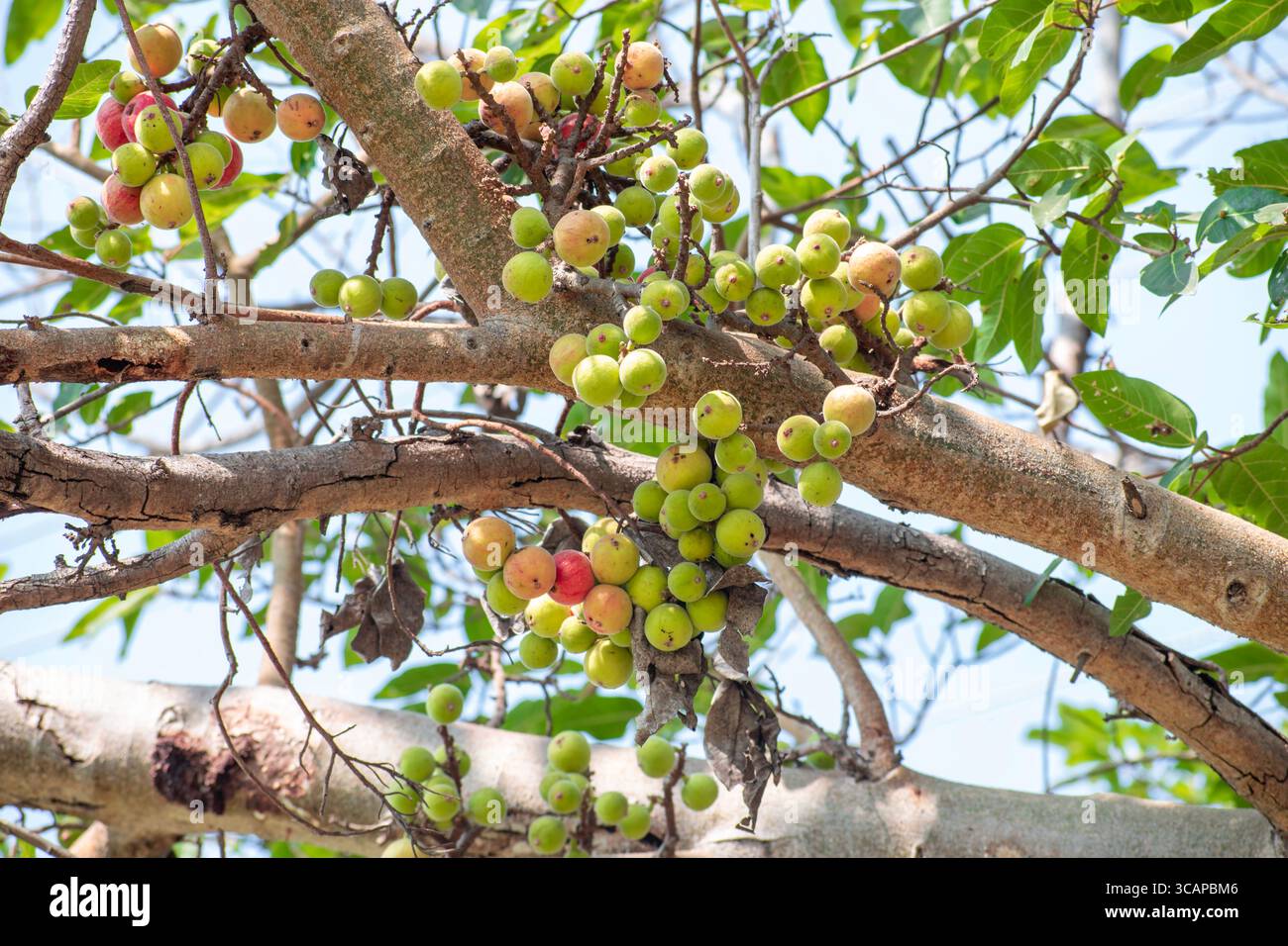 Gular fruit hi-res stock photography and images - Alamy