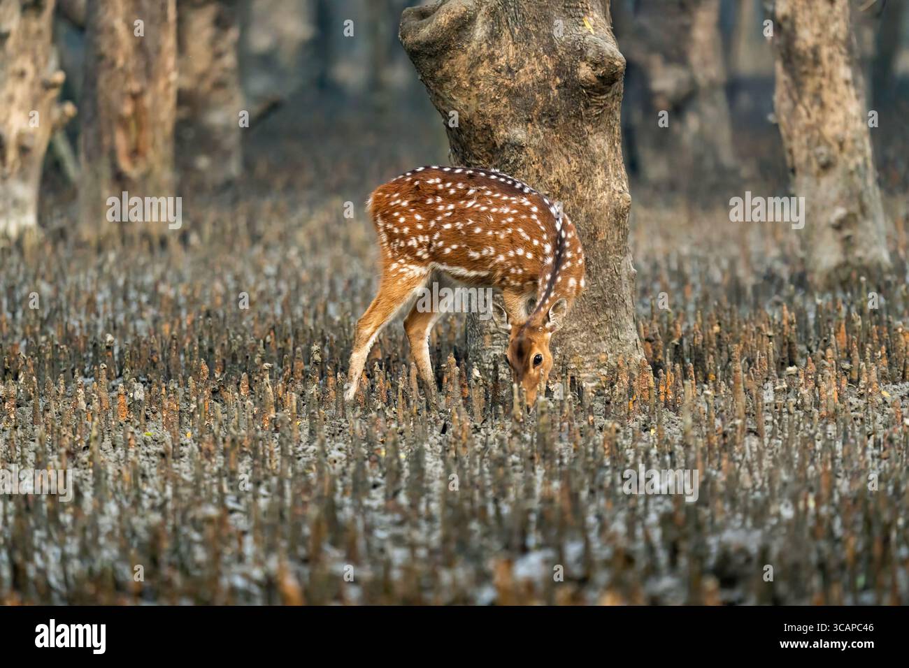 Landscape of tangled vegetation hi-res stock photography and images - Alamy