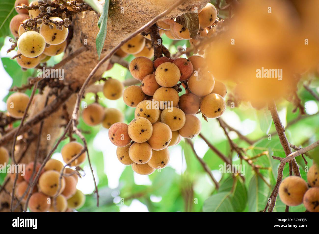 Fig fruit, Ficus Racemosa, Fig on tree nature, Fig Forest fruit, Fig ...