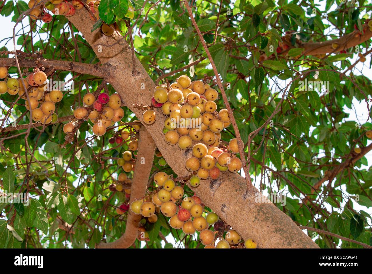 Fig fruit, Ficus Racemosa, Fig on tree nature, Fig Forest fruit, Fig ...