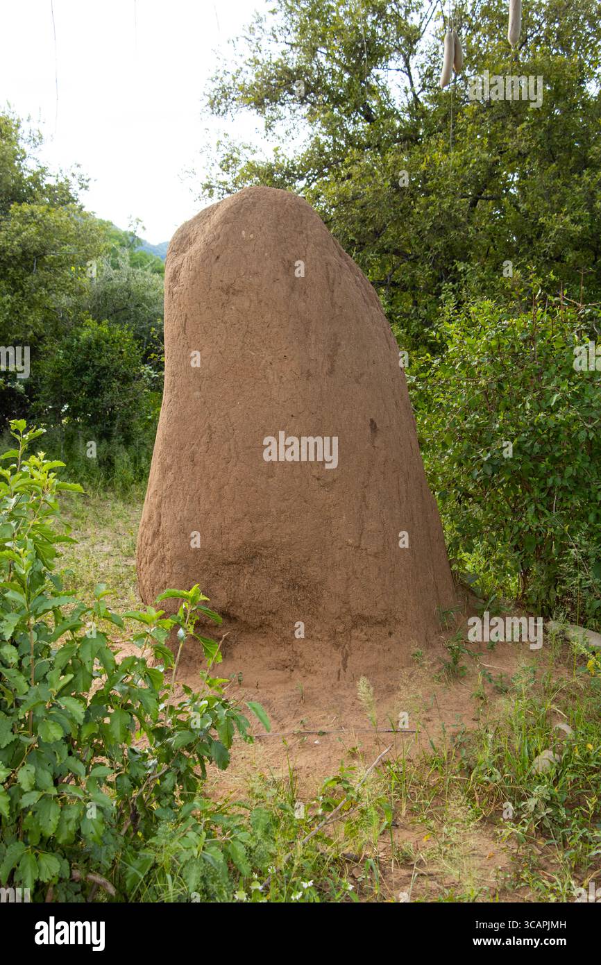 Fungus growing termite hi-res stock photography and images - Alamy
