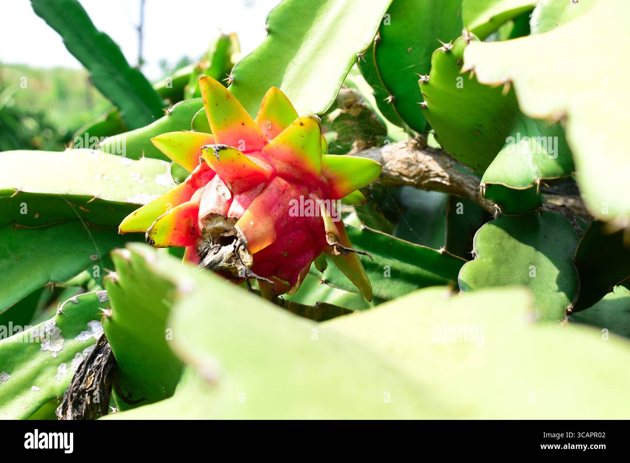 Fresh red dragon fruit growing on the farm Stock Photo - Alamy