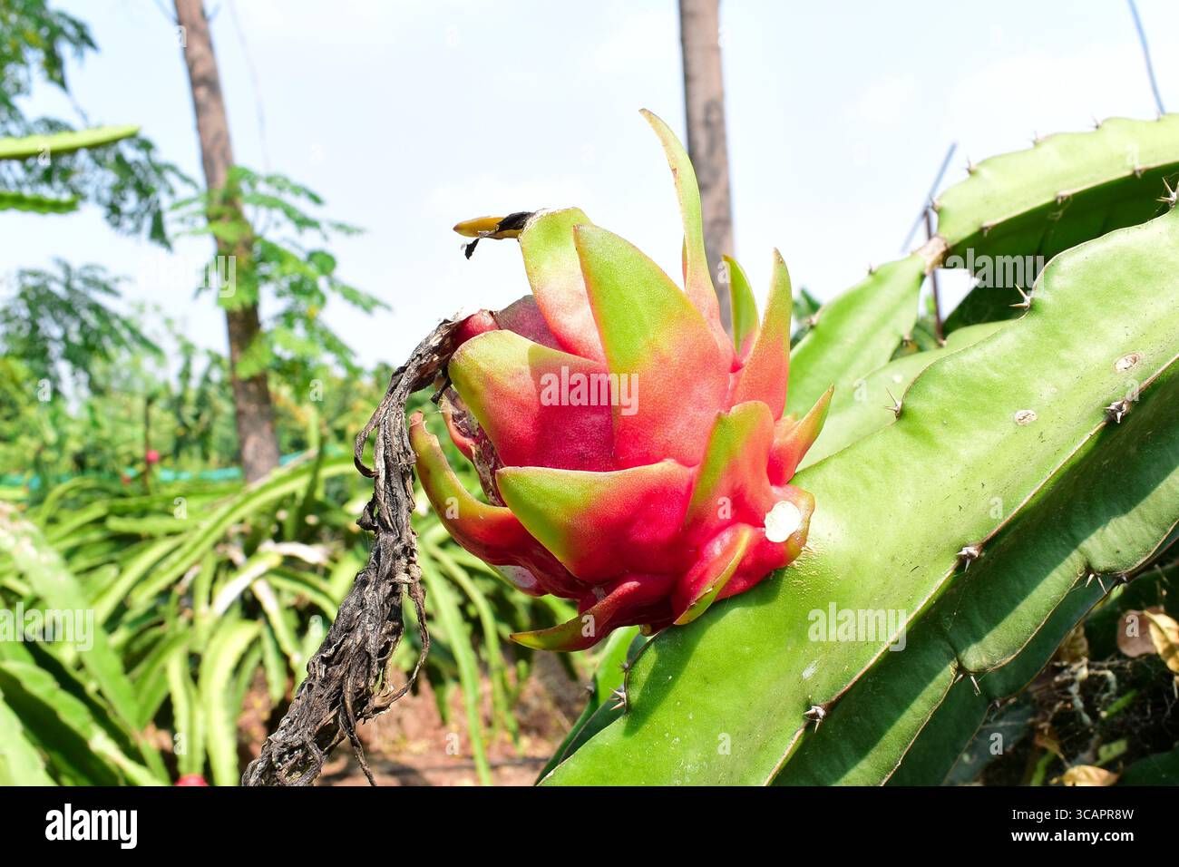 Farm pitaya fruit flower hi-res stock photography and images - Alamy