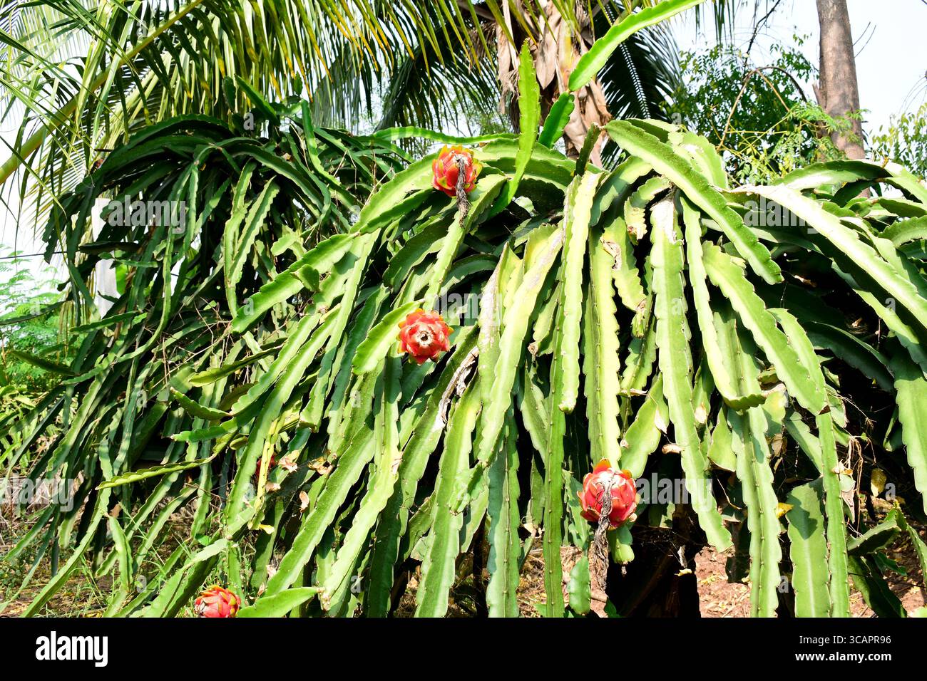 Fresh red dragon fruit growing on the farm Stock Photo - Alamy