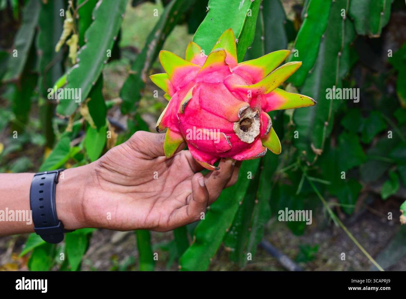 Dragon fruit tree ripe hi-res stock photography and images - Alamy