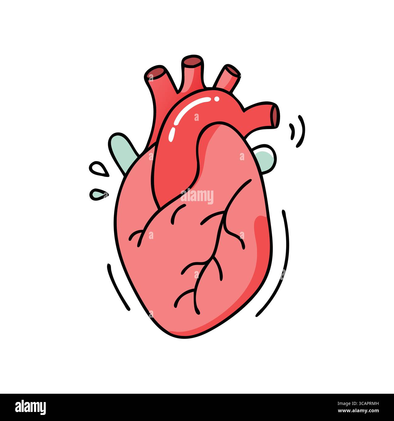 Heart and cardiovascular system artwork Stock Vector Images - Alamy