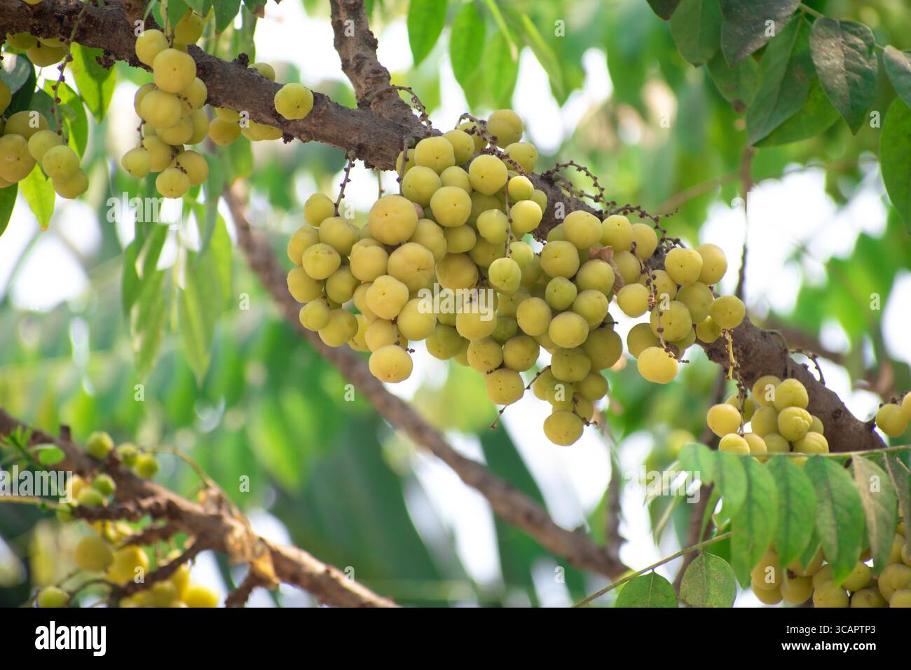 Star gooseberry fruit. Phyllanthus acidus, known as the Otaheite ...