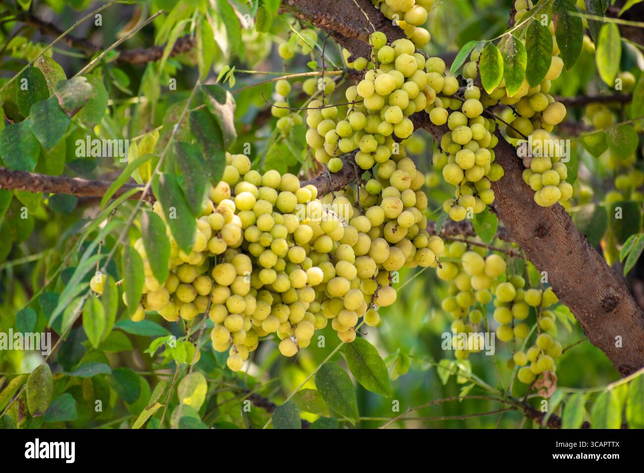 Karamay hi-res stock photography and images - Alamy