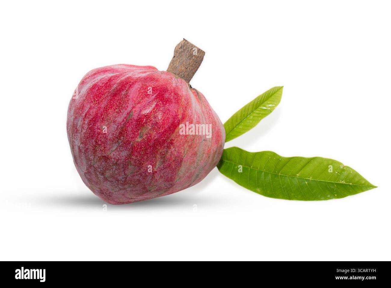 Ripe Annona reticulta or wild sweetsop, custard apple fruit, Rare ...