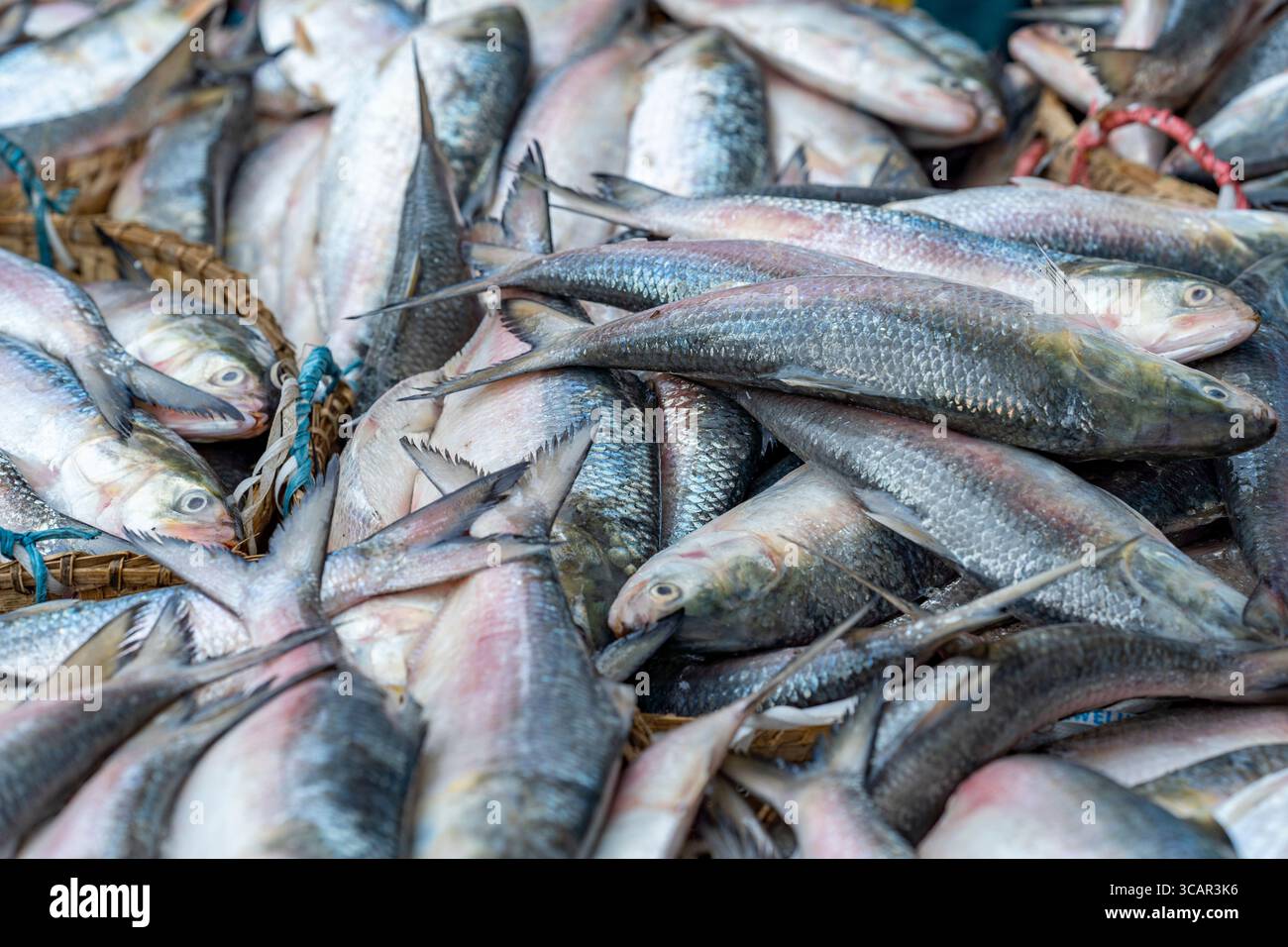 Hilsa fish, scientifically known as Tenualosa ilisha, is a prized fish ...