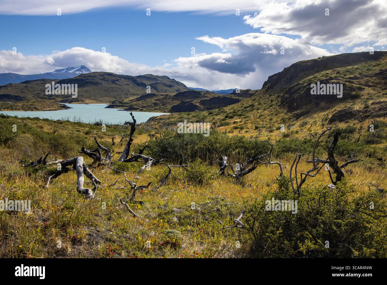 Tree skeletons from forest hi-res stock photography and images - Alamy