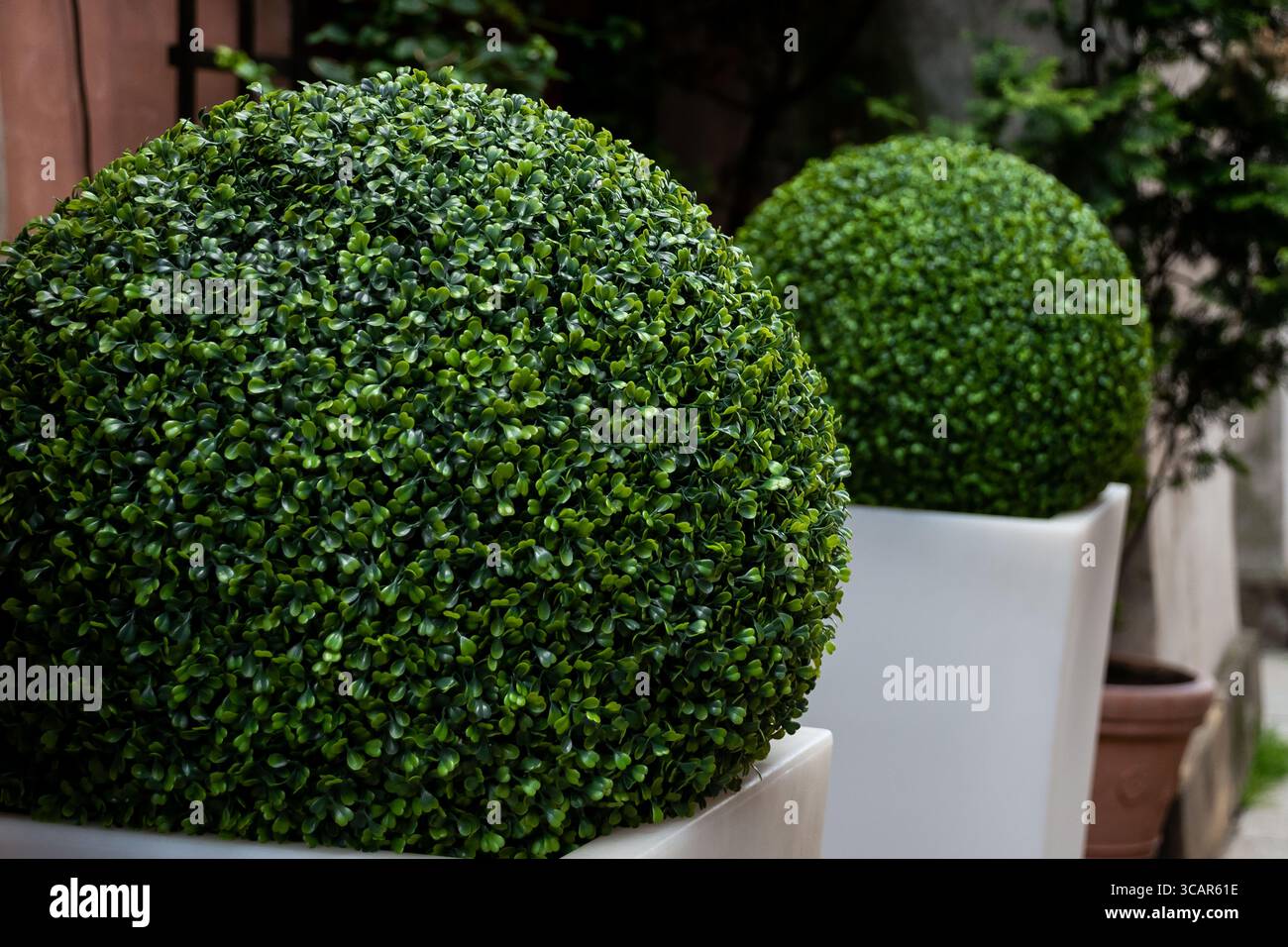 Decorative green topiary balls in modern white pots for elegant garden ...