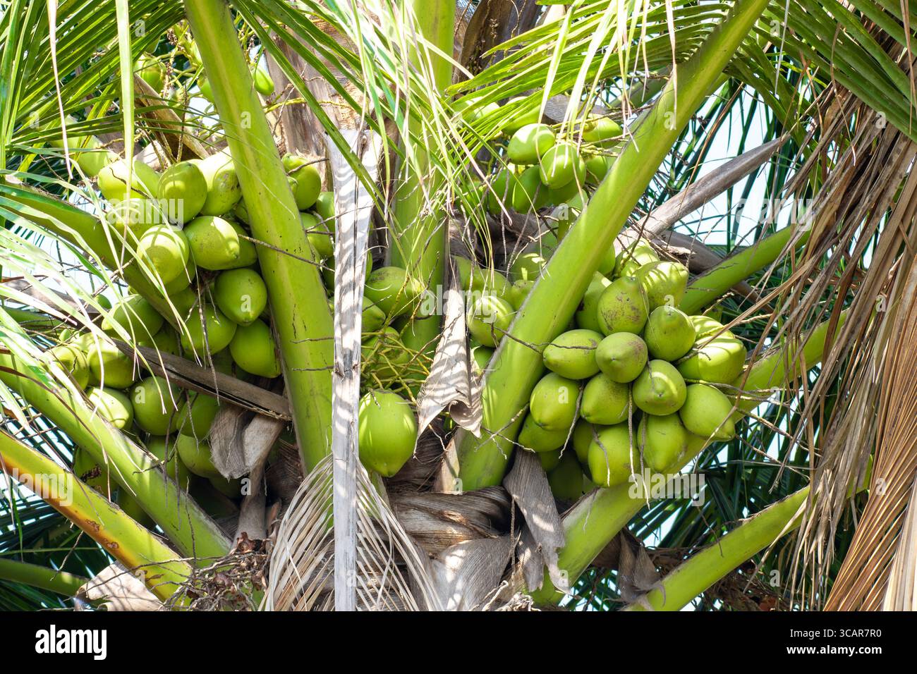 Coconut water group coconuts hi-res stock photography and images - Alamy