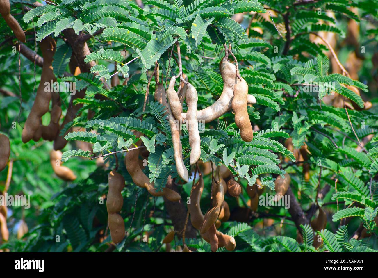 Tamarind tree hi-res stock photography and images - Alamy