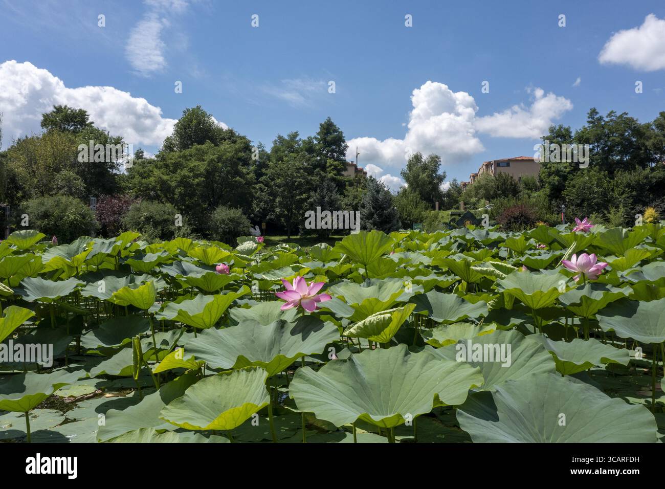 Lotus flowers bloom at a park in Meihekou City, northeast China's Jilin ...