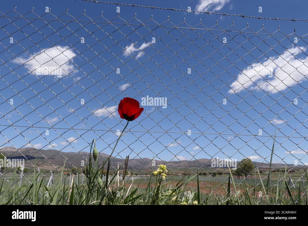 Barbed wire fence against grass hi-res stock photography and images - Alamy