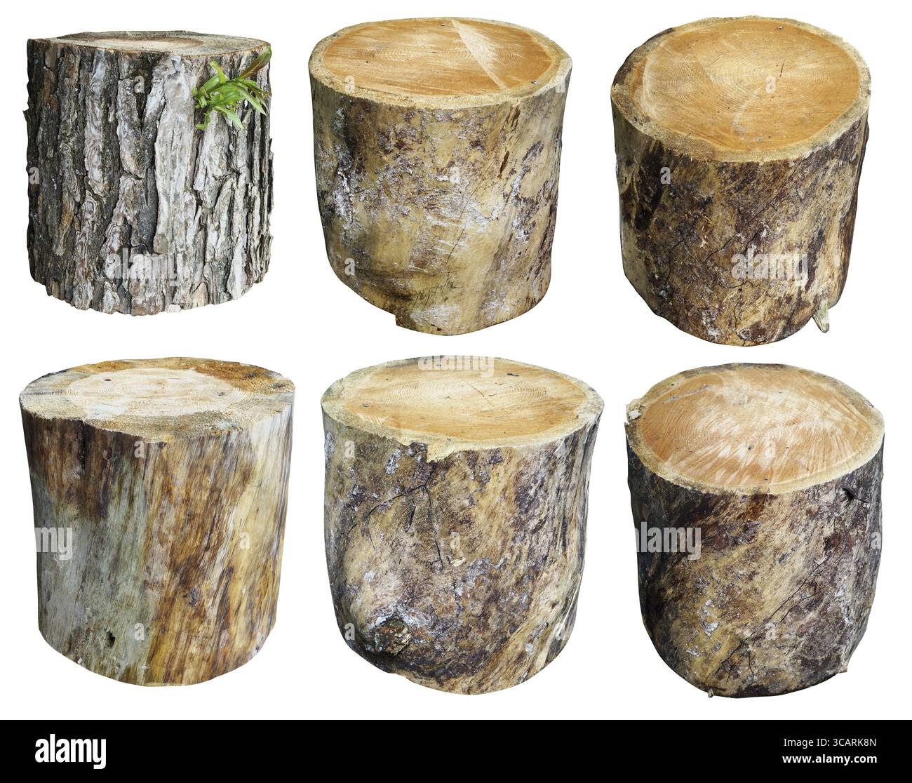 Short thick logs are spiked from the trunk of an old pine tree ...