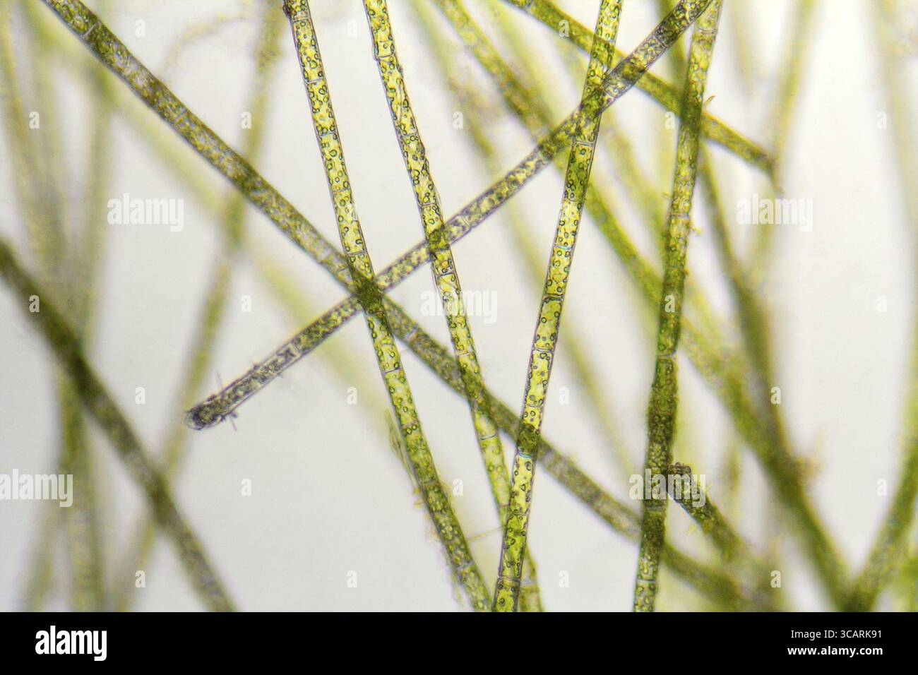 Microscopic detail of green filamentous freshwater algae Stock Photo ...