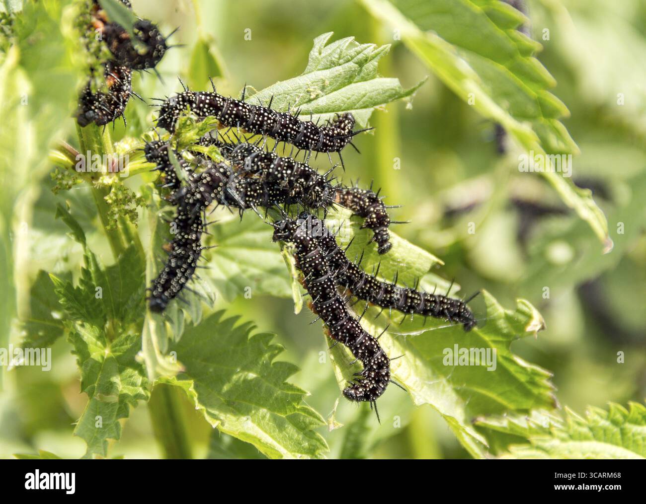Somw peacock butterfly caterpillars on stinging nettle leaves Stock ...