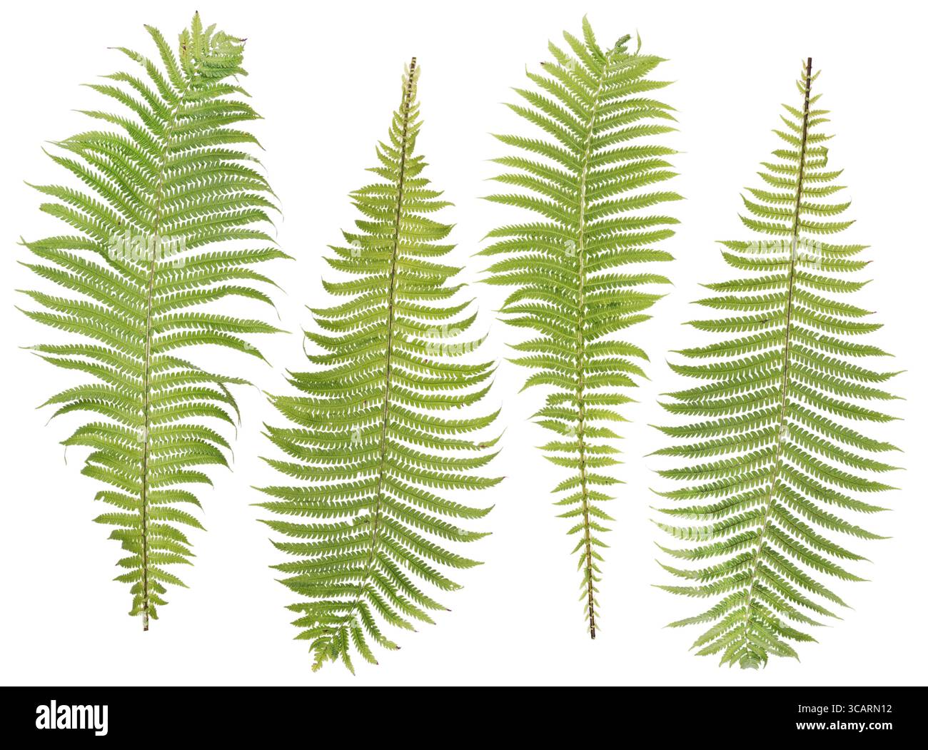 Forest wood green fern real leaves set for Halloween composition ...