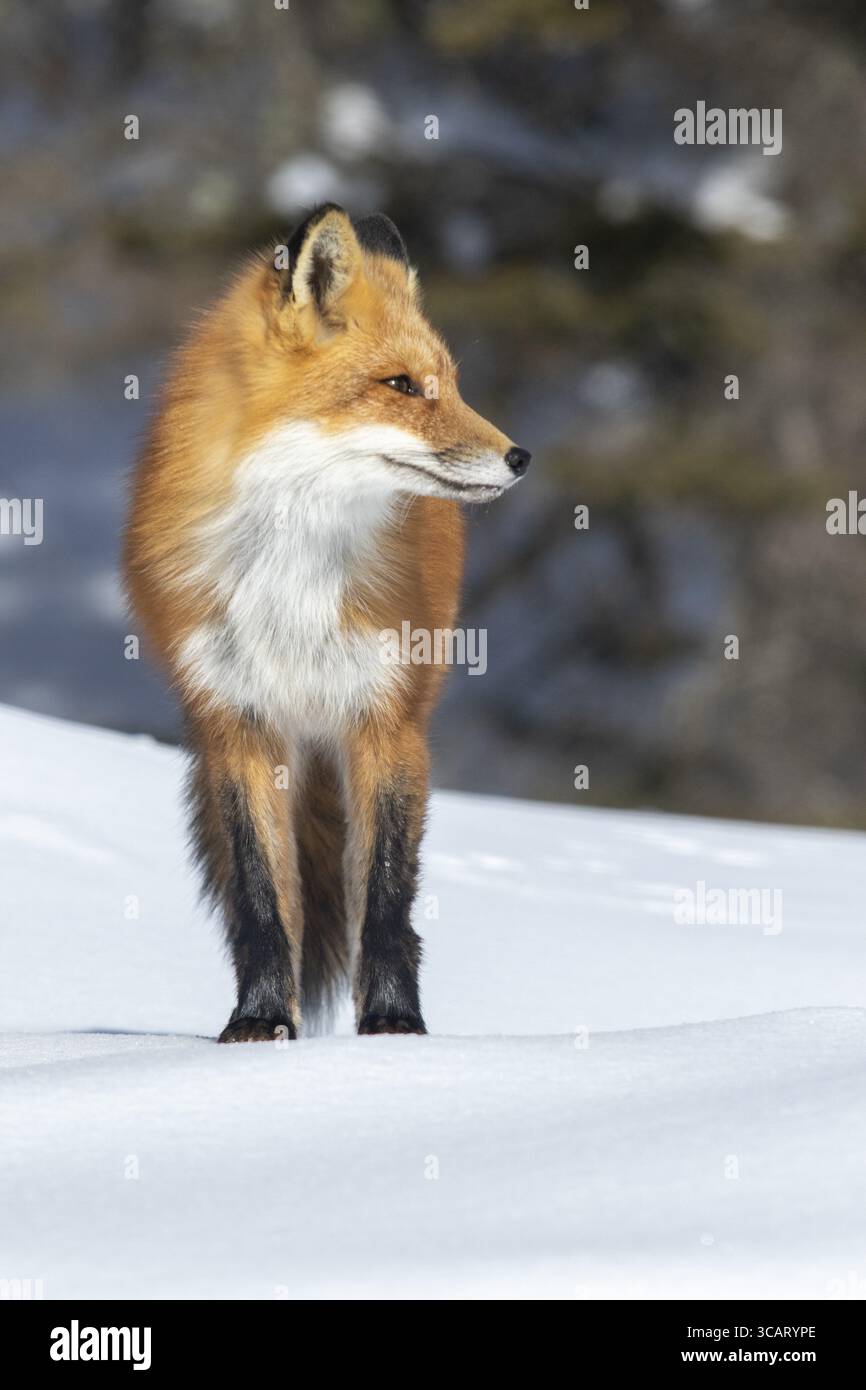 Fox looking up hi-res stock photography and images - Alamy