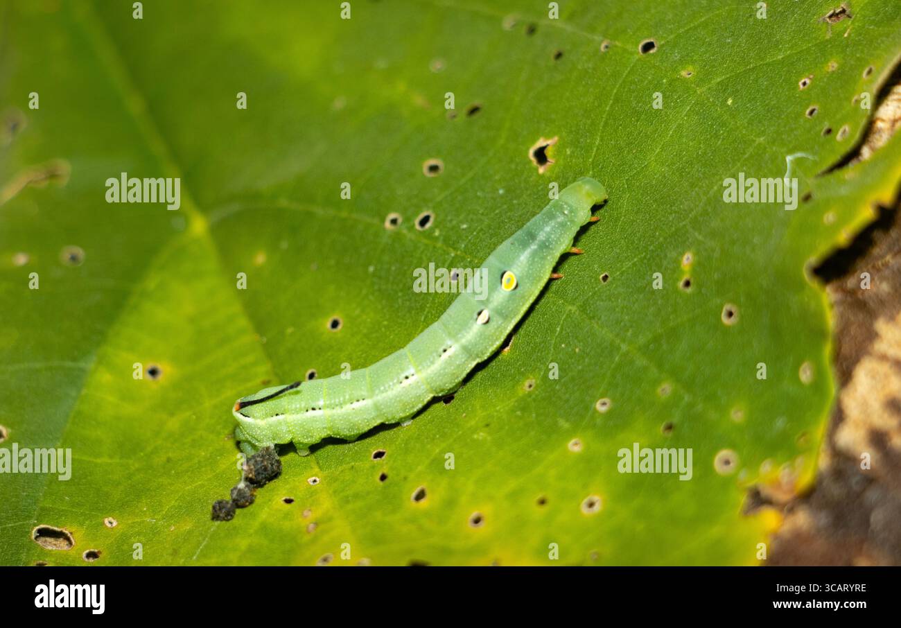 The caterpillar of the V Nephele, a common and widespread member of the ...