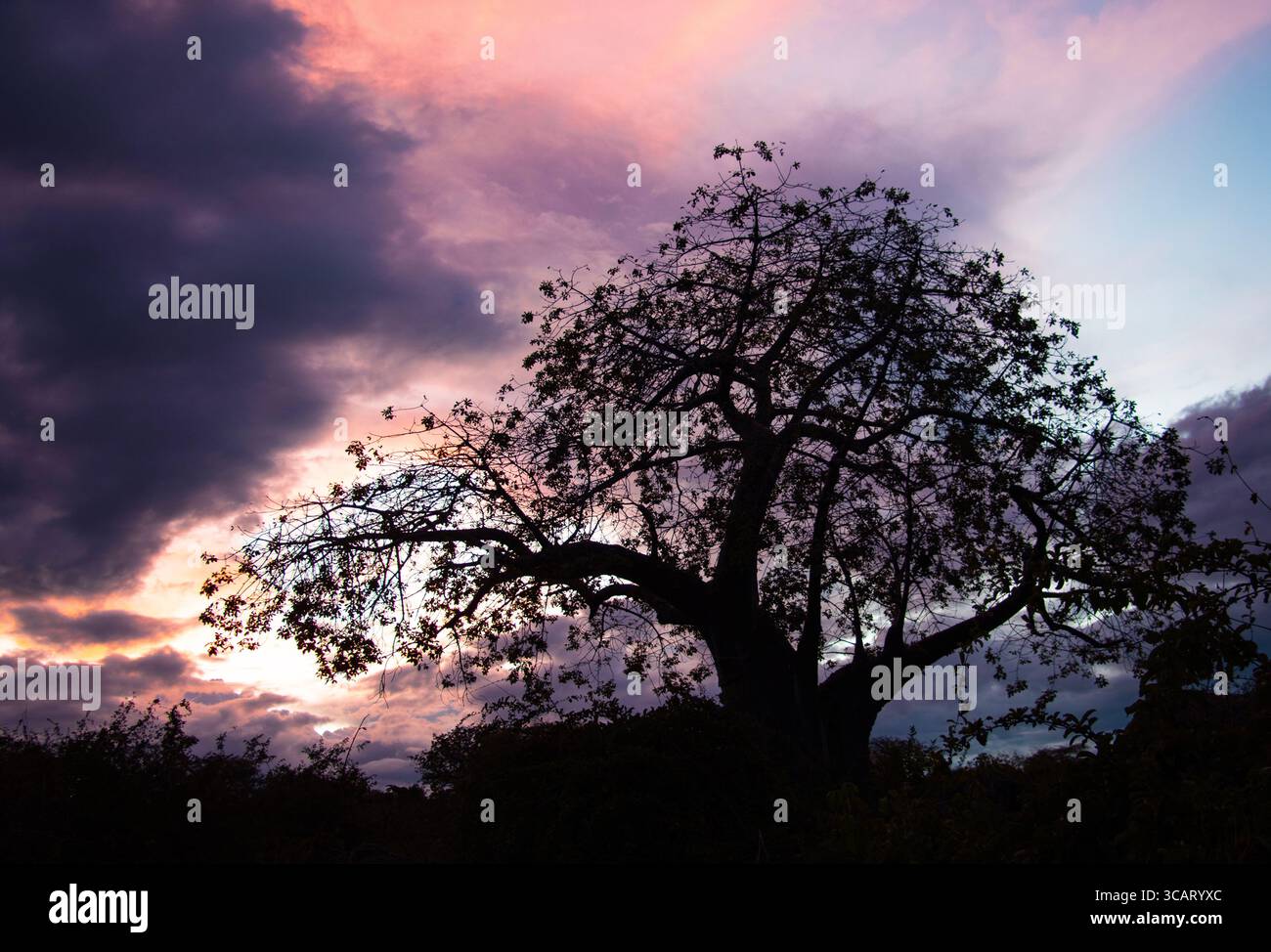 The distinctive outline of a huge and ancient baobab Tree. An iconic ...