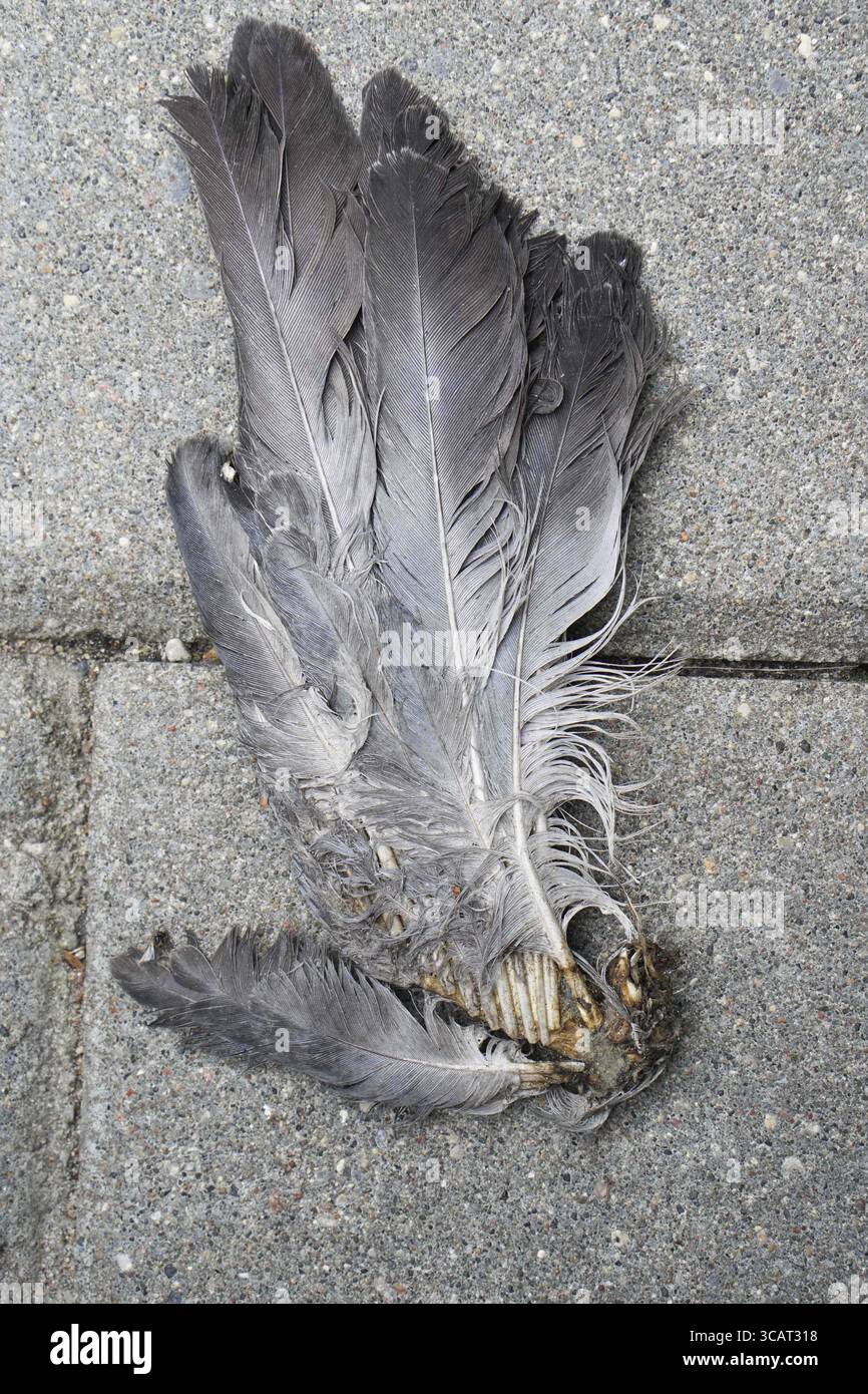 On the road lies the dove wing, which the cat killed. Death concept ...