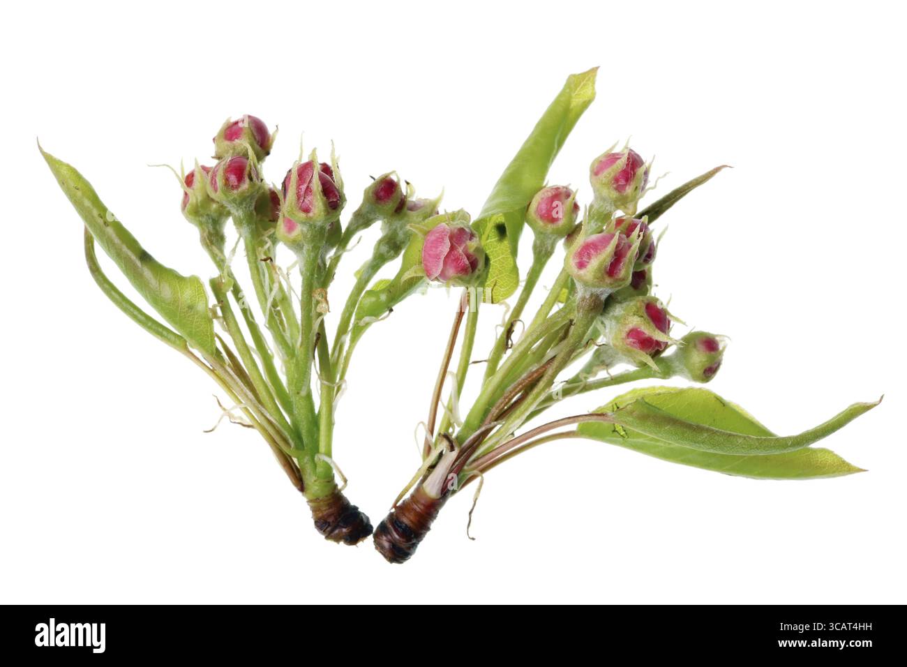 Photo flower garden in Cut Out Stock Images & Pictures - Alamy