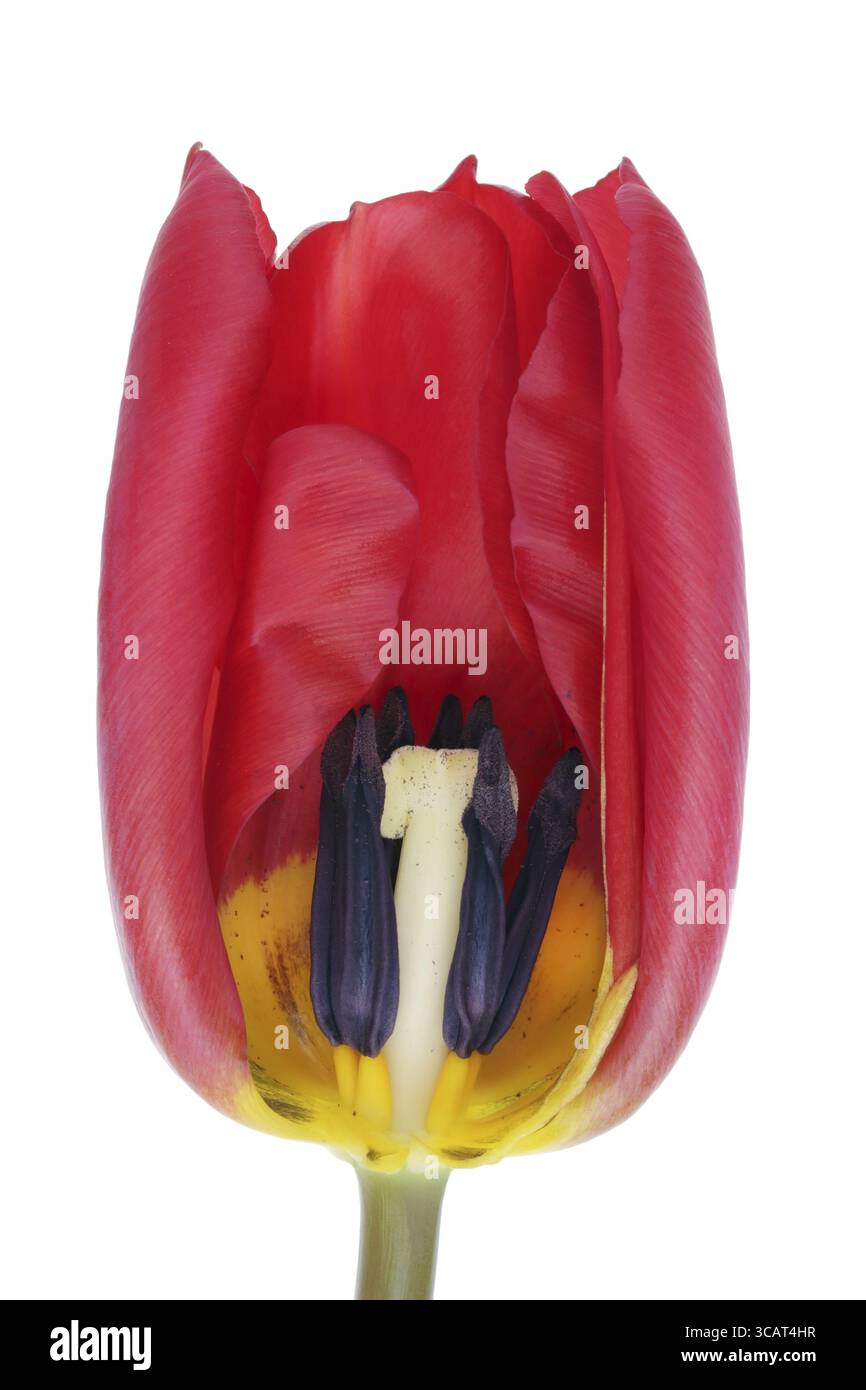 Cross section red spring hi-res stock photography and images - Alamy