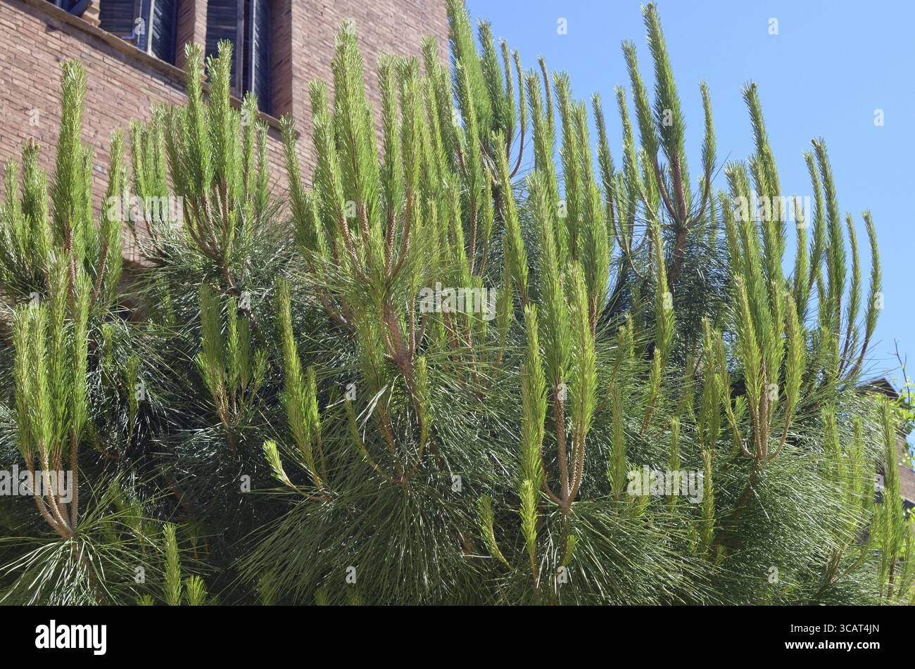 Southern coniferous pine tree with long soft leaves needles Stock Photo ...