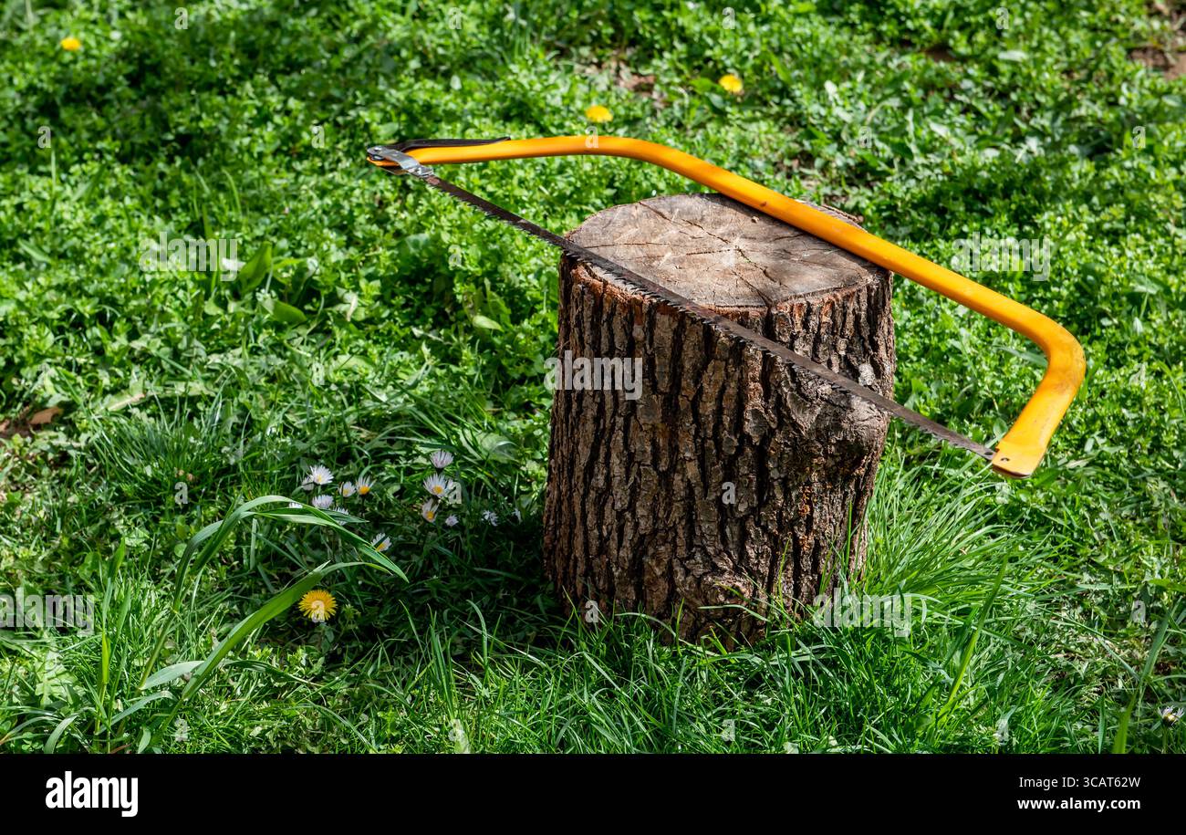 Orange hacksaw laying on a stump. Lumberjack cutting wood Stock Photo ...