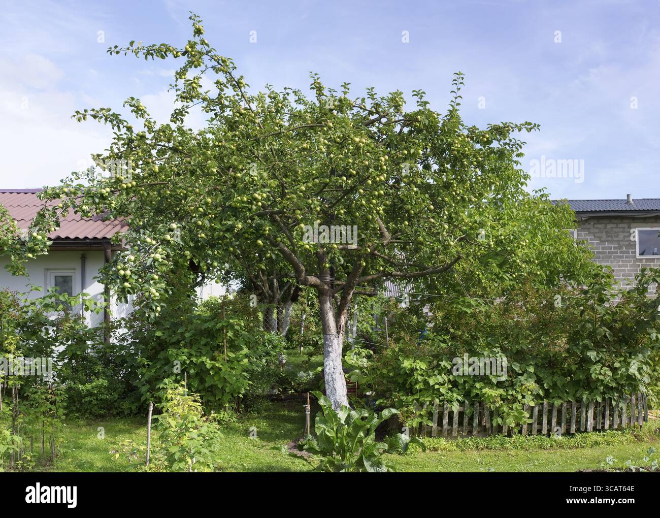 Panorama of a rural July garden. Old apple-tree of a grade the Autumn ...