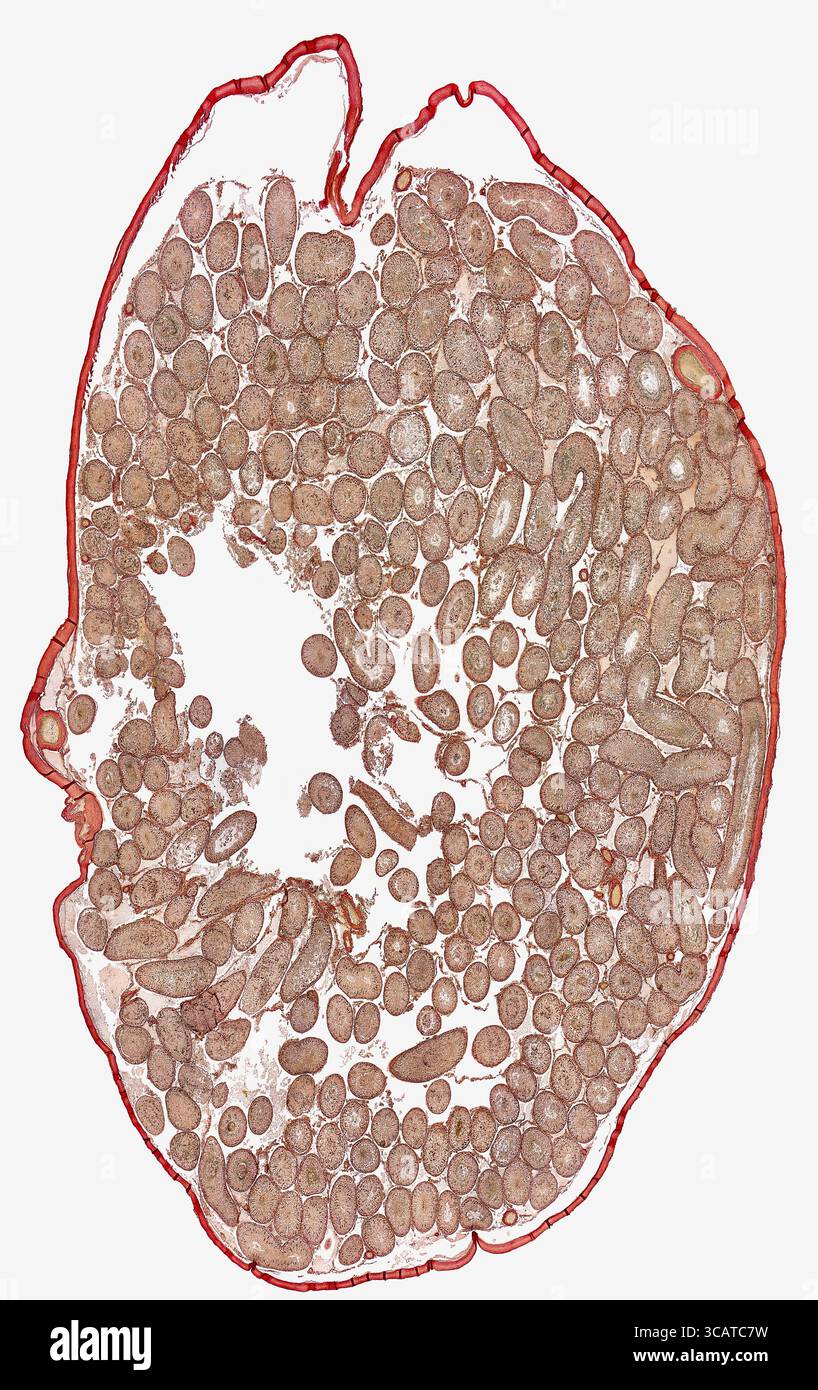 Close up close up microscopic Cut Out Stock Images & Pictures - Alamy