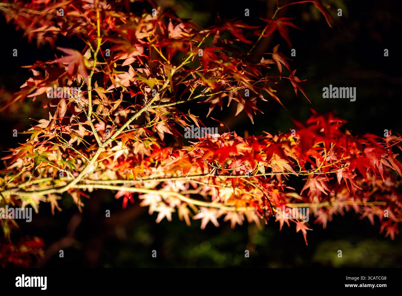 Red autumn leaves of Japanese maple branch highlighted by artificial ...