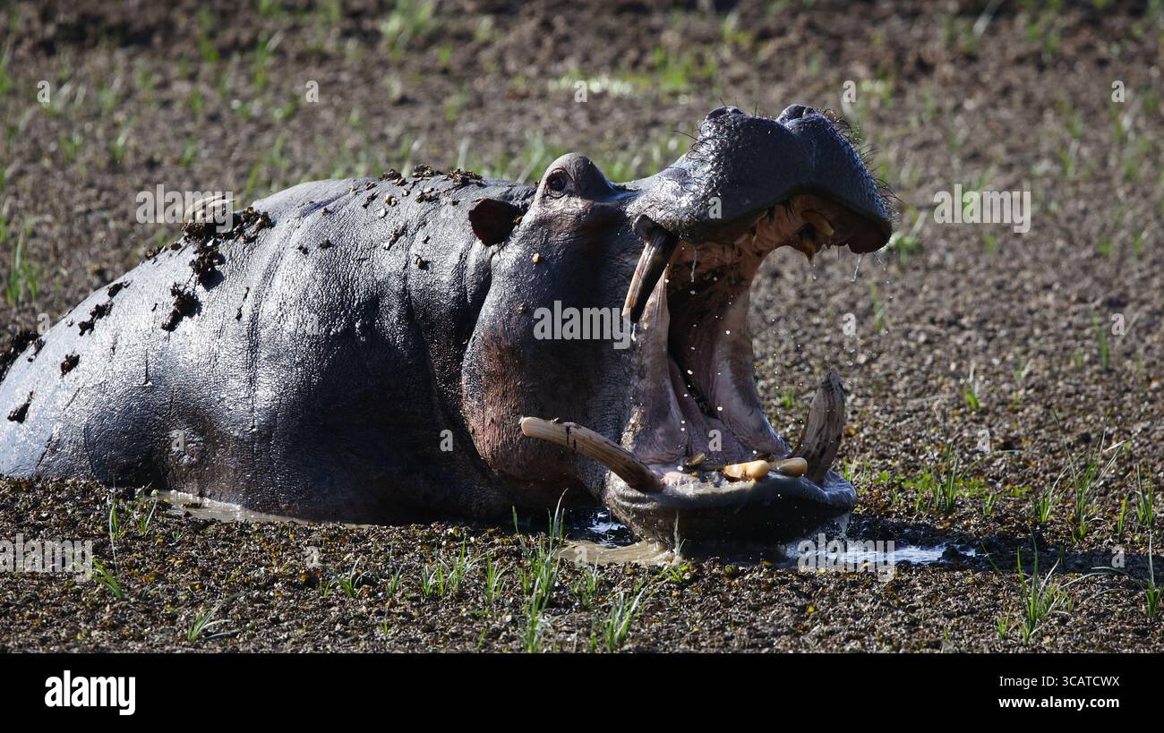 Hippo images hi-res stock photography and images - Alamy