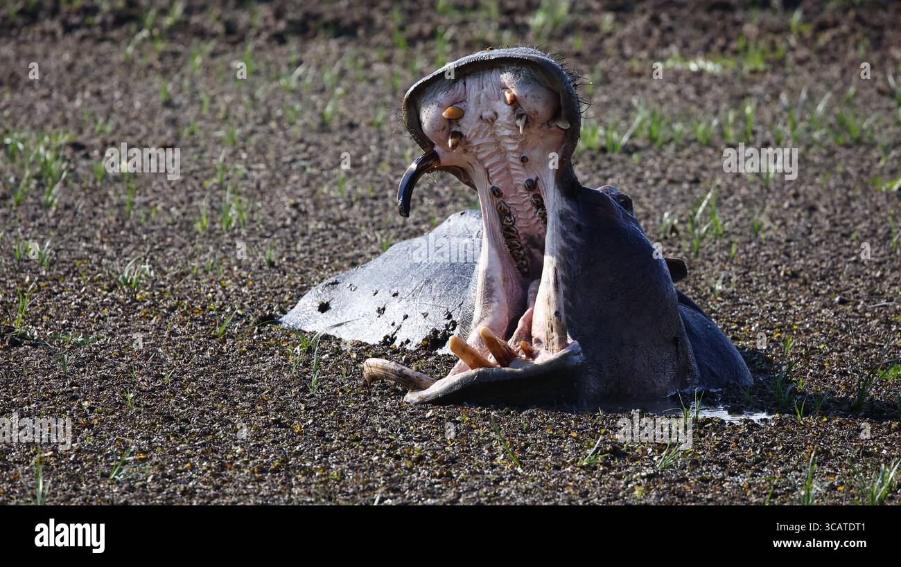 Birds with teeth hi-res stock photography and images - Alamy