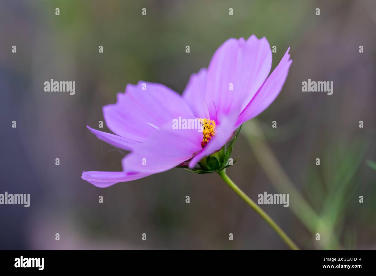 Flower cosmos purple hi-res stock photography and images - Alamy