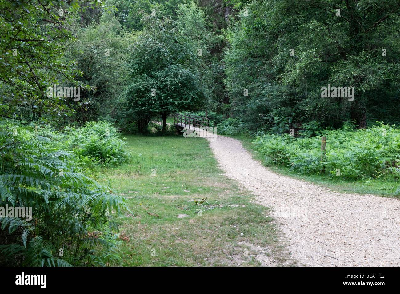 The New Forest, Bolderwood Radnor trail. Hampshire, England UK Stock ...