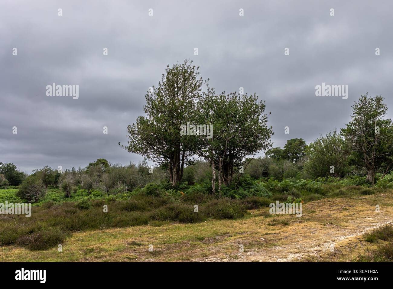 The New Forest, Bolderwood Radnor trail. Hampshire, England UK Stock ...