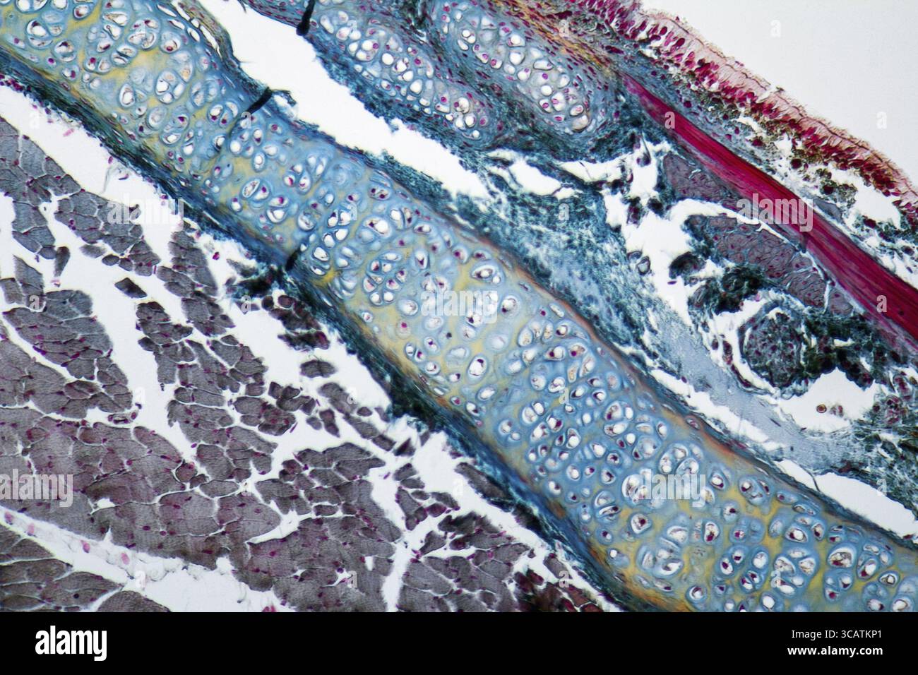 Full frame microscopic shot showing some details of the neck organs ...