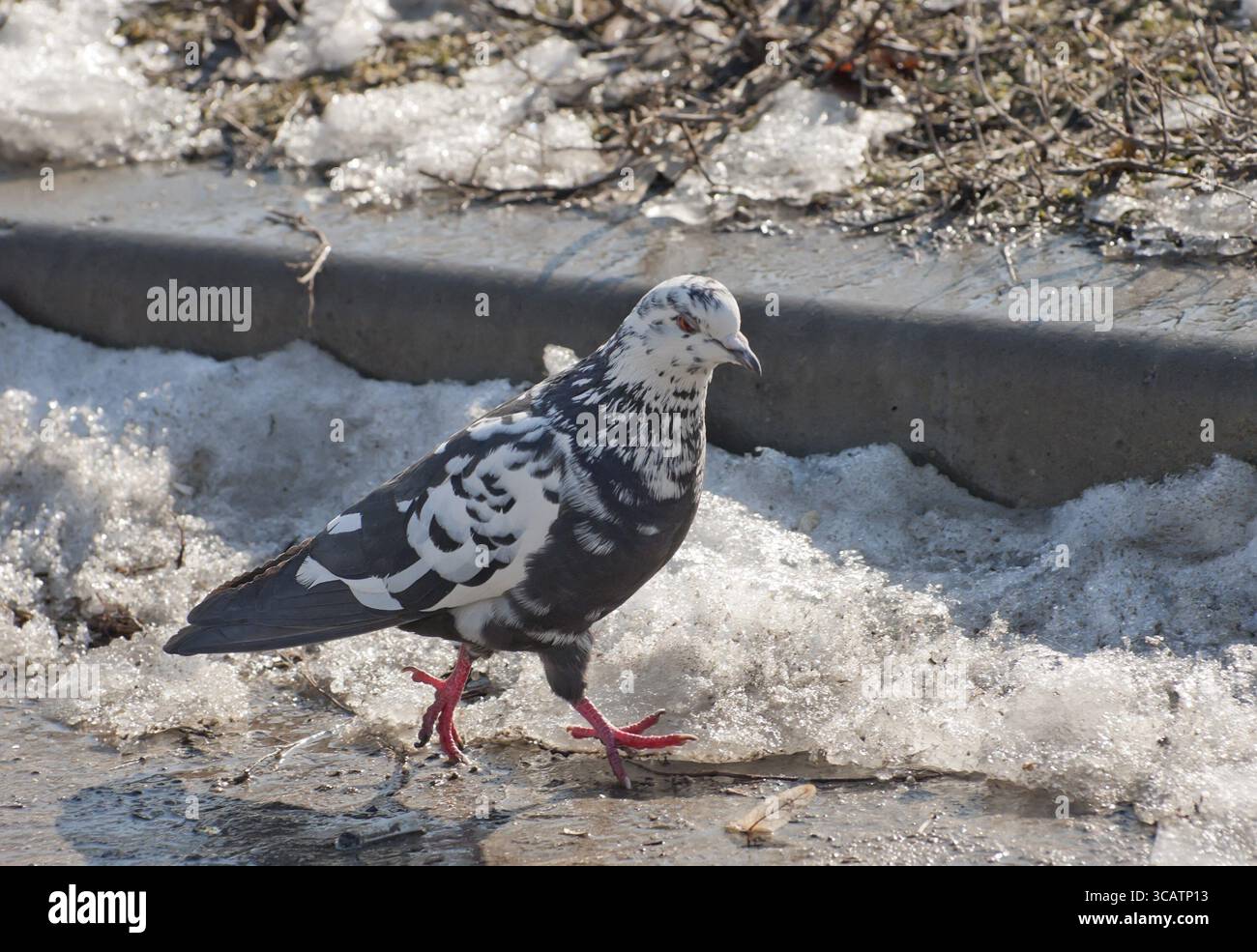 The spring pigeon with red paws goes on pools Stock Photo - Alamy