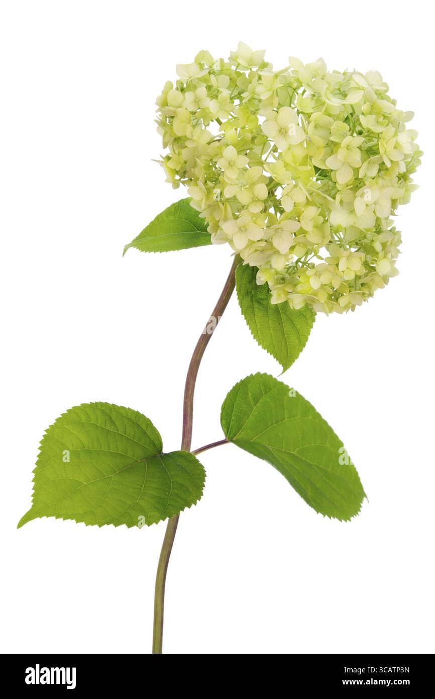 Branch of a bush Cut Out Stock Images & Pictures - Alamy