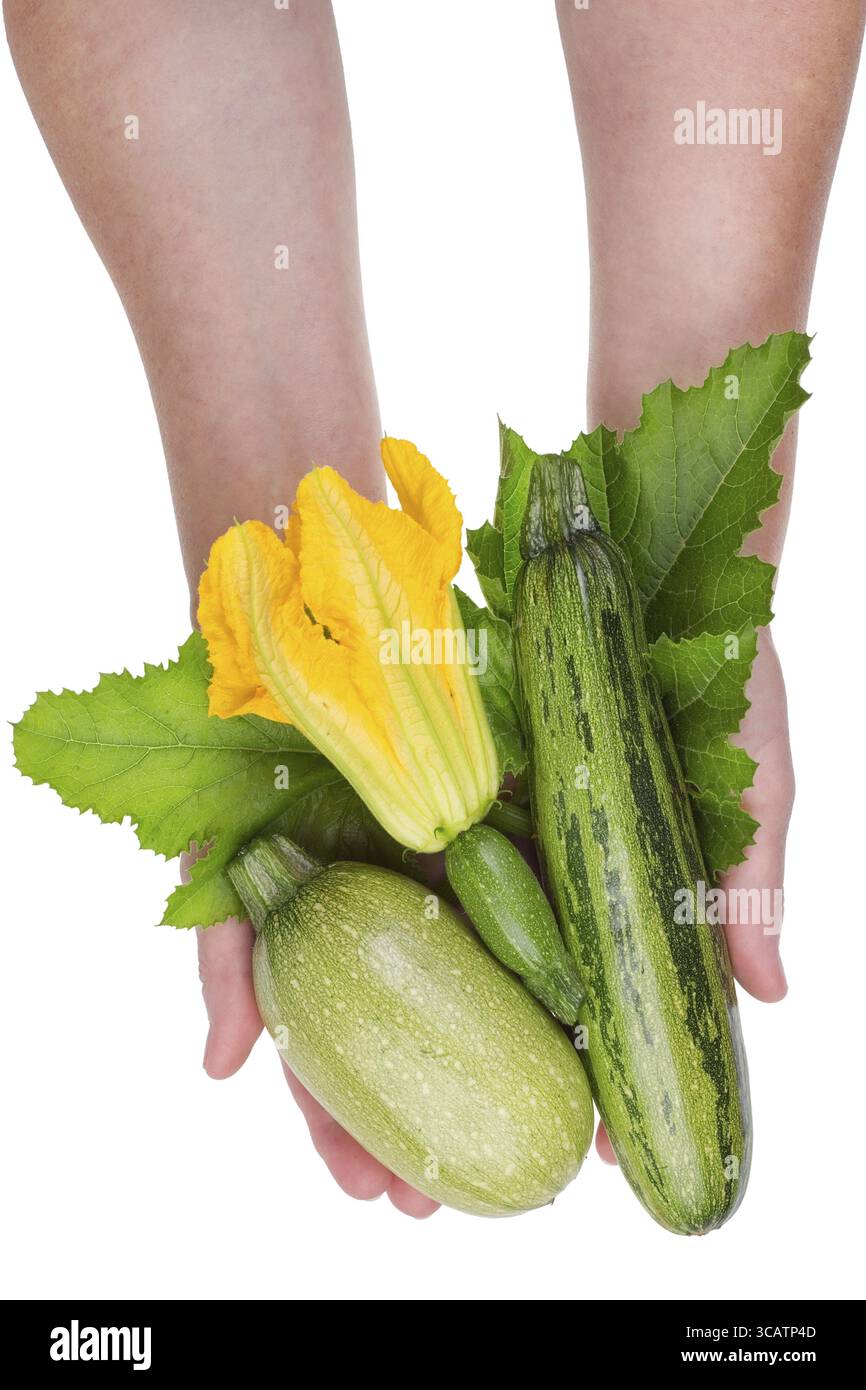 The rural worker holds in hand fresh small green vegetable marrows for ...