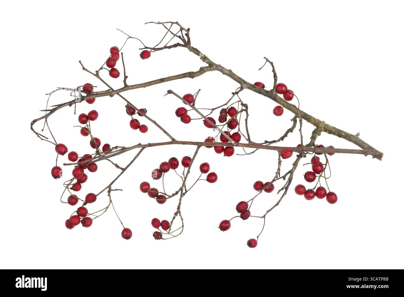 Winter dry branches of forest hawthorn with red berries isolated. Top ...