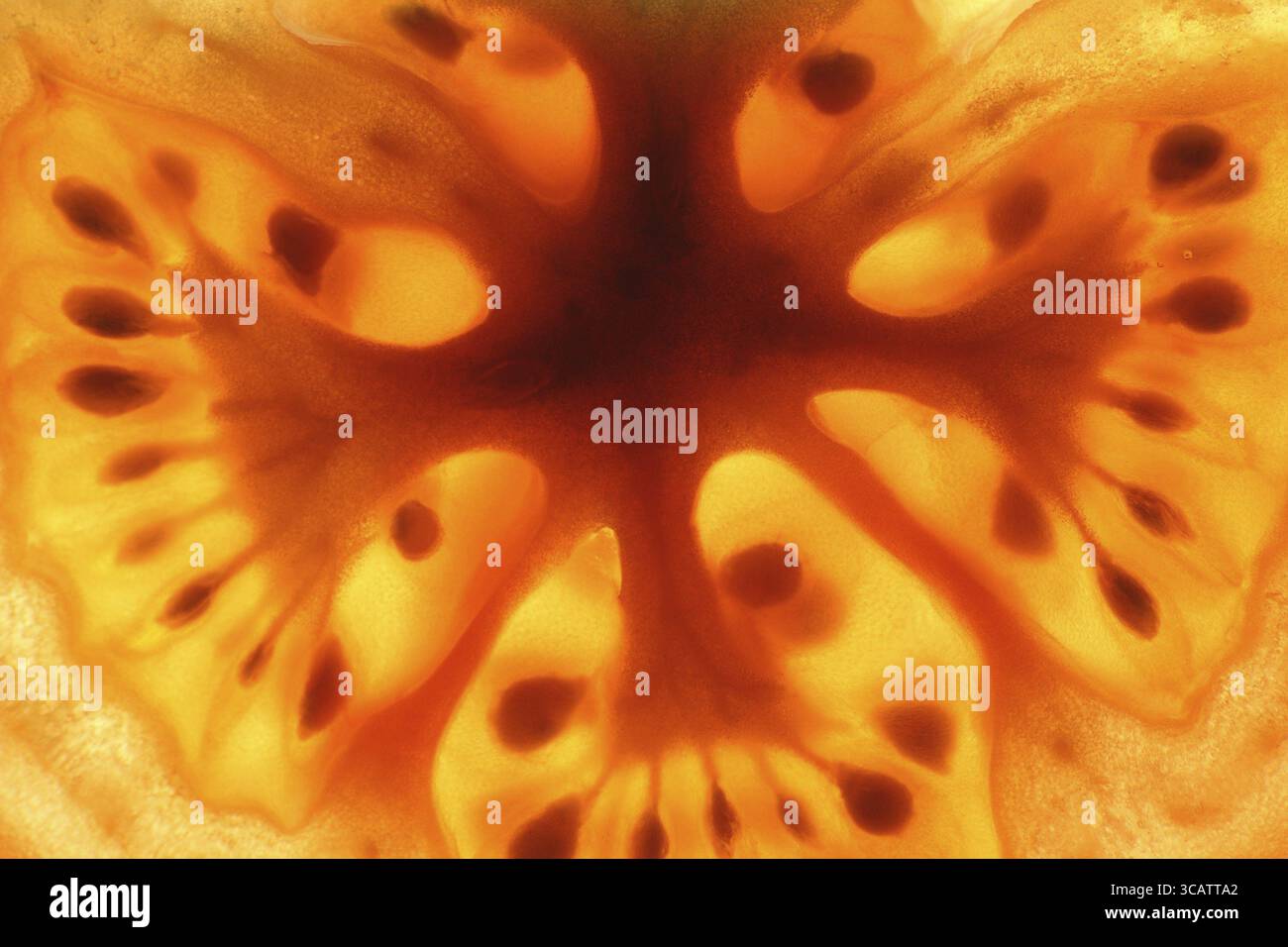 Flat slice of a tomato. On the image the internal structure of a fruit ...