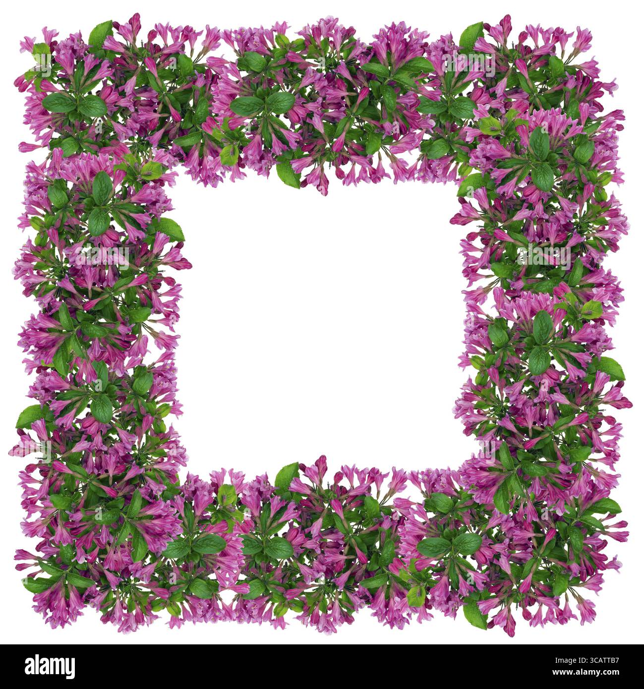 Characteristic flower Cut Out Stock Images & Pictures - Alamy